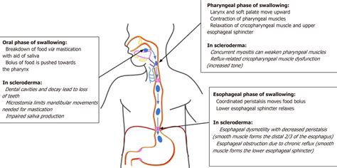 Esophagus Physiology