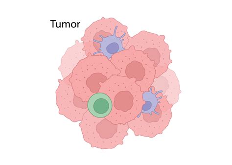 Ccr8 Antibodies Available To License
