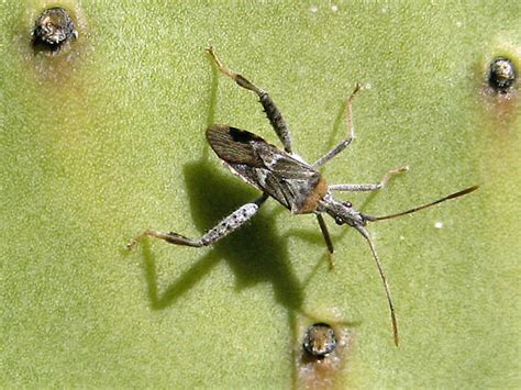 Cactus Bug Id Narnia Femorata Bugguide Net
