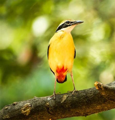 Indian Pitta Images Birds Of India Bird World