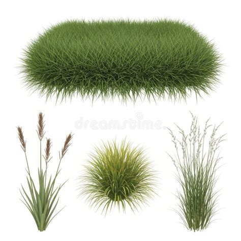 Four Types Of Green Grass And Plants On White Background Various