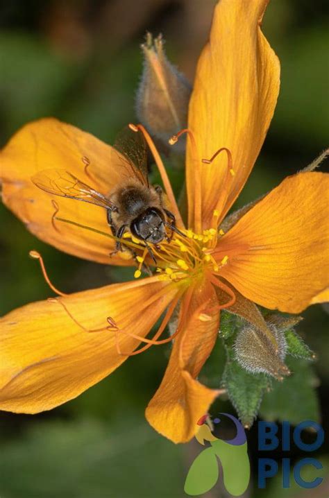 Biosphera Picture 🐝las Abejas Favorecen La Reproducción De Las