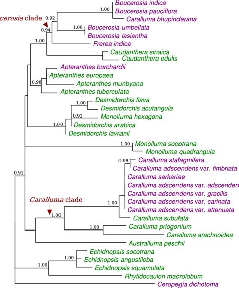 Maximum Likelihood Tree Based On ITS Sequences Bayesian Support Download Scientific Diagram
