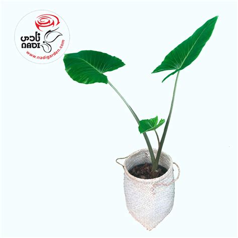 قیمت گیاه بابا آدم نادی گاردن