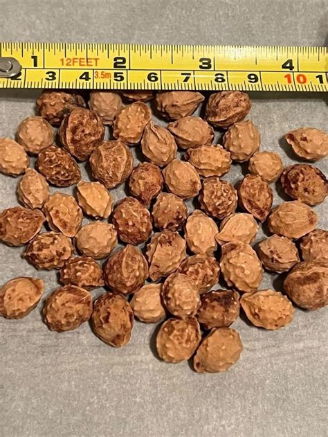 Podocarpus Gracilior Fern Pine Seeds Bulk Fresh Organic Houseplant Etsy