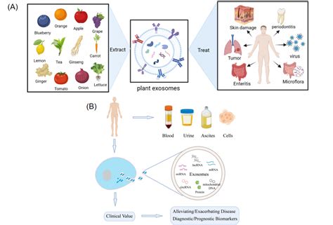Exosomes Used In Drug Delivery Cd Bioparticles