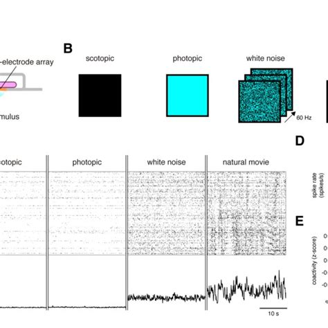Natural Stimuli Evoke Synchronized Retinal Neuronal Ensembles A