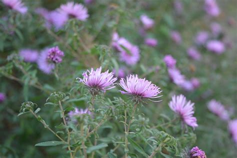 9 월의 아름답고 활기찬 보라색 꽃은 작은 싹 버진 아스터 뉴 벨기에 아스터와 키가 크다 꽃 덤불 에 걸쳐 작고 화려한 꽃 0명에 대한 스톡 사진 및 기타 이미지 Istock