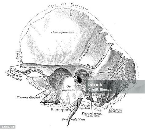 Human Anatomy Scientific Illustrations Temporal Bone Stock Illustration