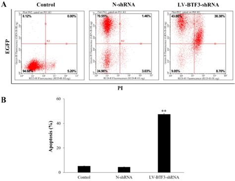 Effect Of Btf3 Silencing On Apoptosis Of Saos 2 Cells Apoptosis In Download Scientific Diagram