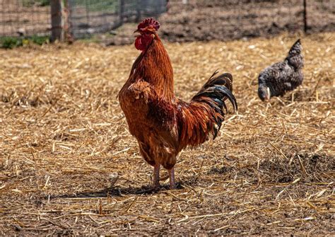 King Of The Barnyard Crowing Red Rooster Print Etsy
