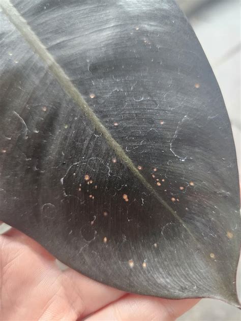 Help Is It Rust Fungus Over Watering Or Pests R Philodendron