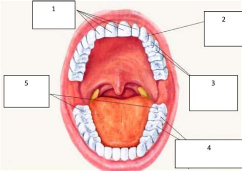 Укажите названия зубов отмеченные цифрами 1 5 Школьные Знания Com