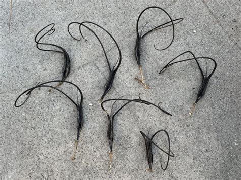 First Red Devils Claw Harvest Proboscidea Parviflora Rceanothus