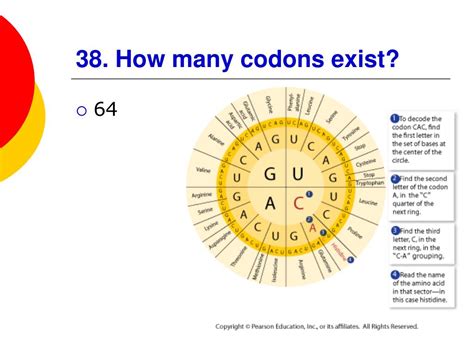 ppt dna rna and protein synthesis review powerpoint presentation free download id 3259849