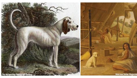 The Mysterious Disappearance Of The Worlds Oldest Dog Breeds Rocky