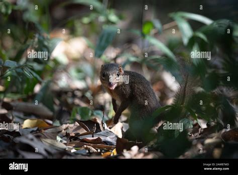 Mammal Shrew Tree Hi Res Stock Photography And Images Alamy