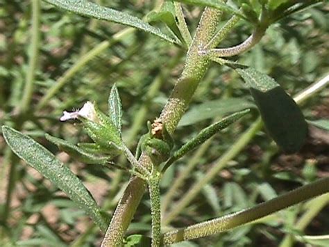 Herbarium