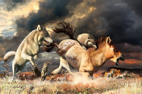 Shift In Diet Allowed Gray Wolves To Survive Ice Age Extinction
