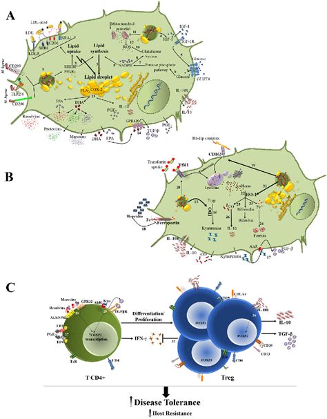 Leprosy Bacteria Structure