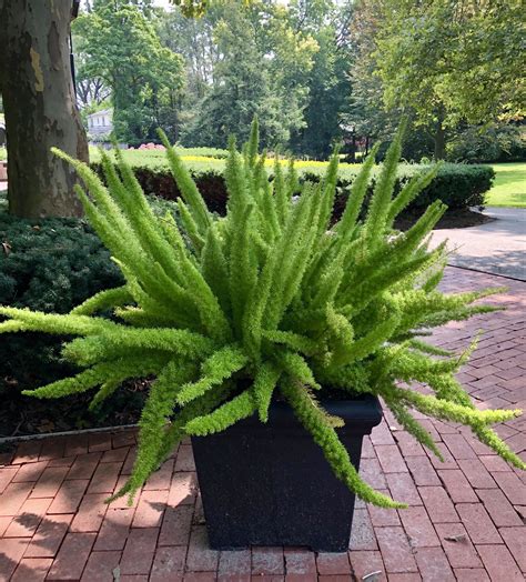 Foxtail Ferns Versatile Landscaping Plants And Houseplants