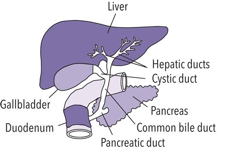 156 Accessory Organs Of Digestion Biology A Human Approach