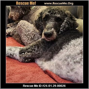Oregon Poodle Rescue Adoptions Rescue Me