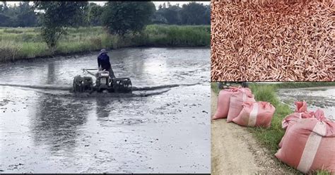 ប្រជាកសិករស្រុកមង្គលបូរី ចាប់ផ្តើមភ្ជួររ៉ាស់ដី