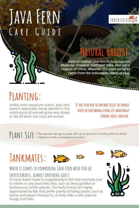 Growing Java Fern Microsorum Pteropus Aquariadise