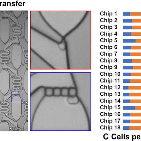 Working Principle The Microfluidic Device Can Be Modeled As A Ladder Download Scientific