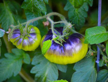 How To Grow And Care For Lima Bean Plants