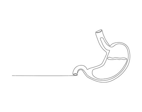 해부학적 인 인간의 위의 연속적인 1 라인 그림 1 라인 인간의 위 장기 신체 부위 개념 연속적인 라인 아트 편집 가능한 윤 프리미엄 벡터