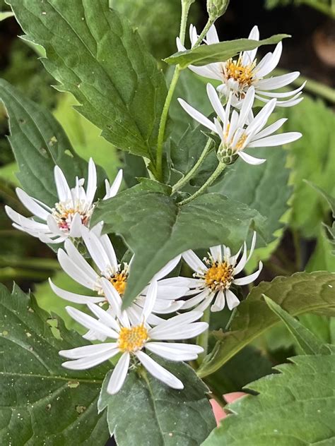 Eurybia Aster Schreberi Pan Global Plants