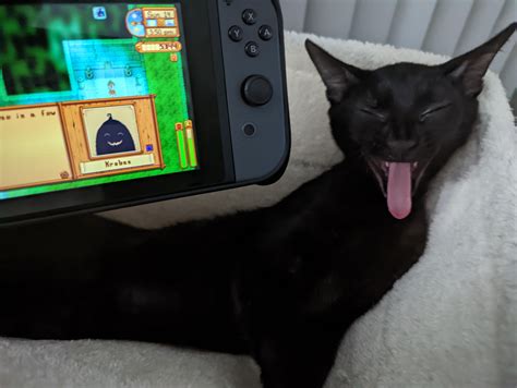 Krobus Isnt Sure About Having Krobus Move In With Us Rstardewvalley