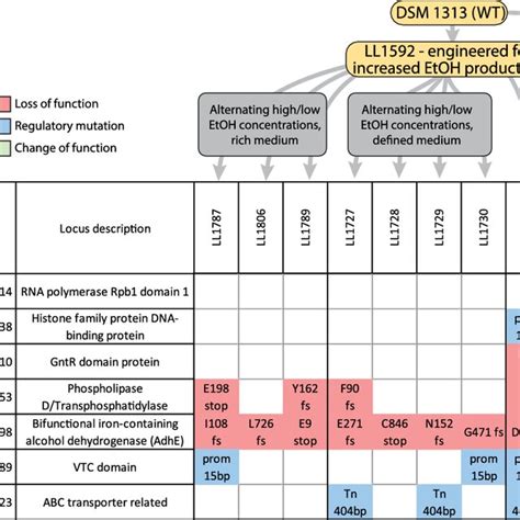 Analysis Of Mutations Panel A Shows The Count Frequency Of Strains