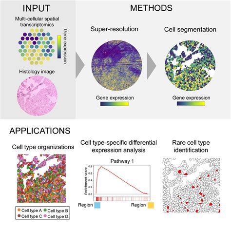 Recovering Single Cell Expression Profiles From Spatial Transcriptomics With Scresolve Cell