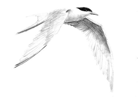 Pin By 102ntut Furniture And Interior On Sketch Arctic Tern Arctic