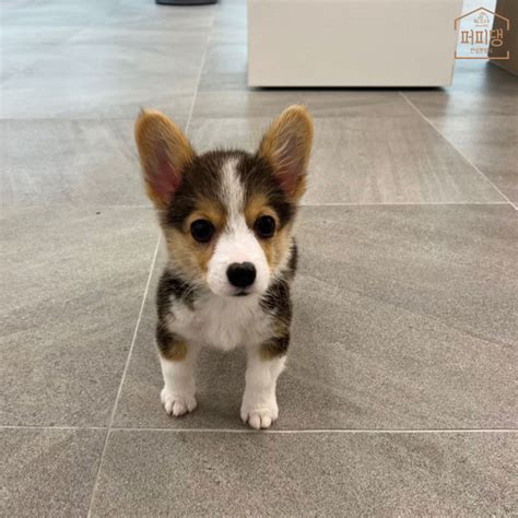 웰시코기 분양 분양완료 분양중인 기타견종 아가댕