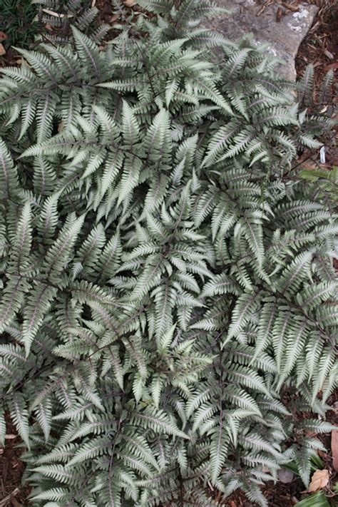 Zone 7 Plants Plants For Zone 7a Zone 7b Zone 7 Perennials
