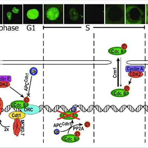 Distribution Of Cdc6 Yfp During Late G2 And M Phase A The Punctual Download Scientific