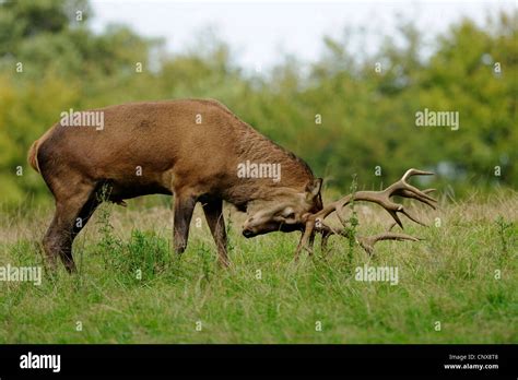 Mating For Deer Hi Res Stock Photography And Images Alamy