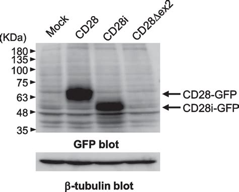 Protein Expression Of Each Cd28 Splicing Isoform Product Expression Of