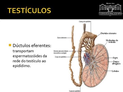 Ap Reprodutor Masculino Xmedunir