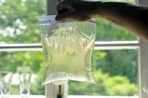 Honey Bee Healthy Food For Honey Bees Eating Rules