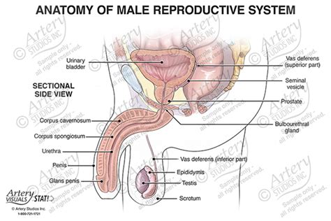 Anatomy Of The Male Reproductive System Lateral Artery Studios