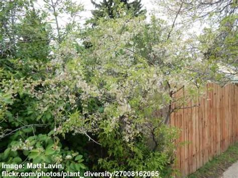 Trees With Red Berries Identification Guide With Pictures Trees With Red Berries Identification Guide With Pictures