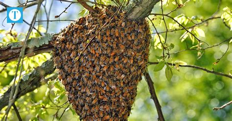 Bees Swarm
