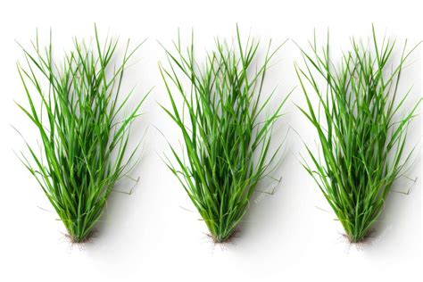 Three Different Types Of Grass Arranged On A White Surface For