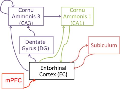 Figure 23 From The Importance Of Medial Prefrontal Cortex In Resolving