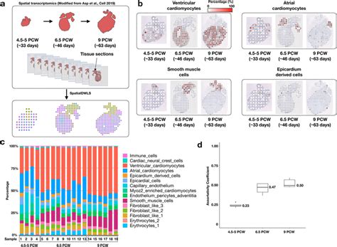 Deconvolution Analysis Identifies Spatial Temporal Change Of Cell Type Download Scientific